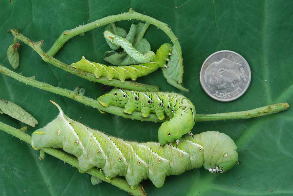 Know your garden friends- Predators, assassins, and killer insects ...