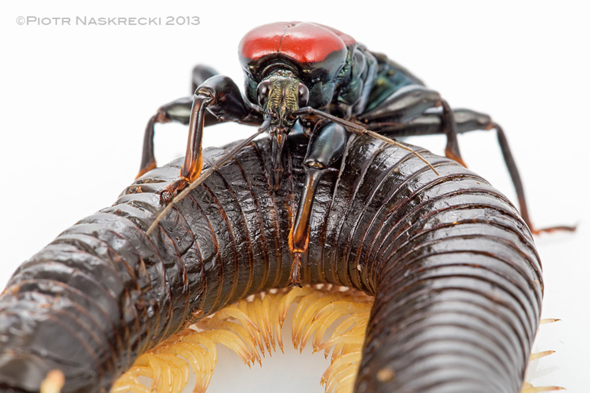 Know your garden friends- Predators, assassins, and killer insects ...