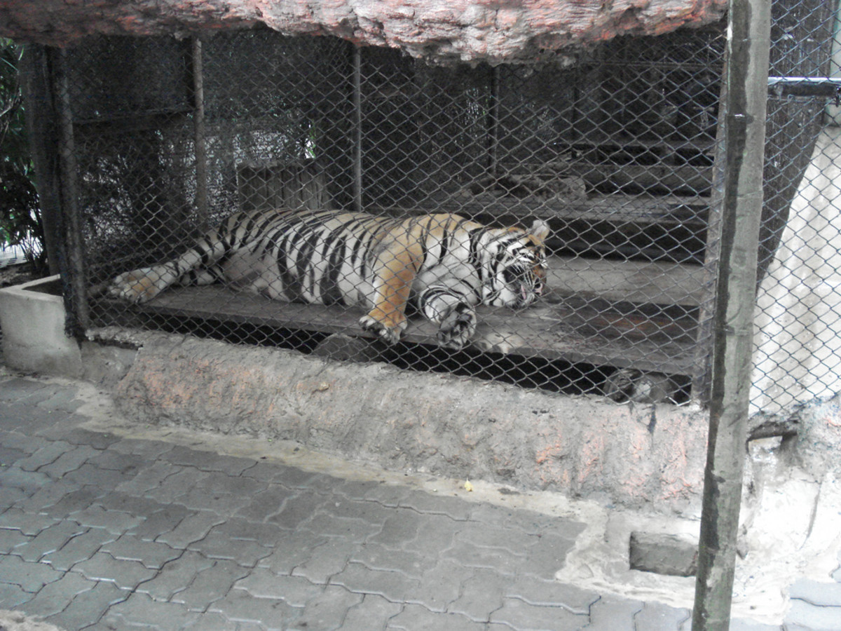 What Makes a Good Zoo - A Personal Journey - HubPages