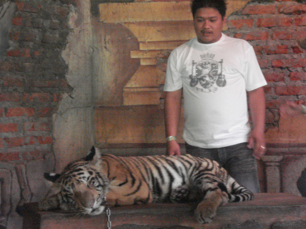 What Makes a Good Zoo - A Personal Journey - HubPages