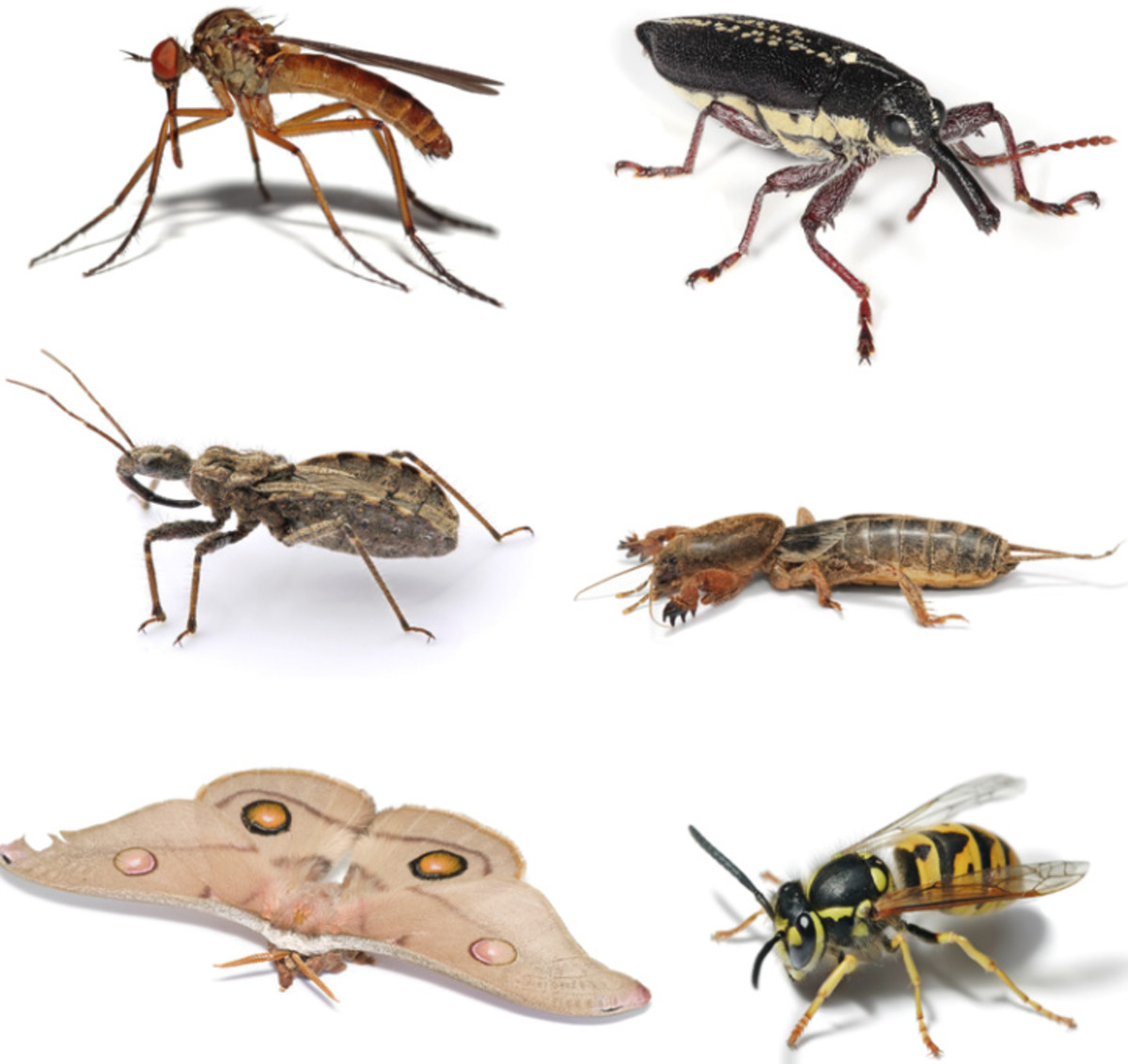 Insects STEAM Lesson Plan for Middle School Biology - HubPages