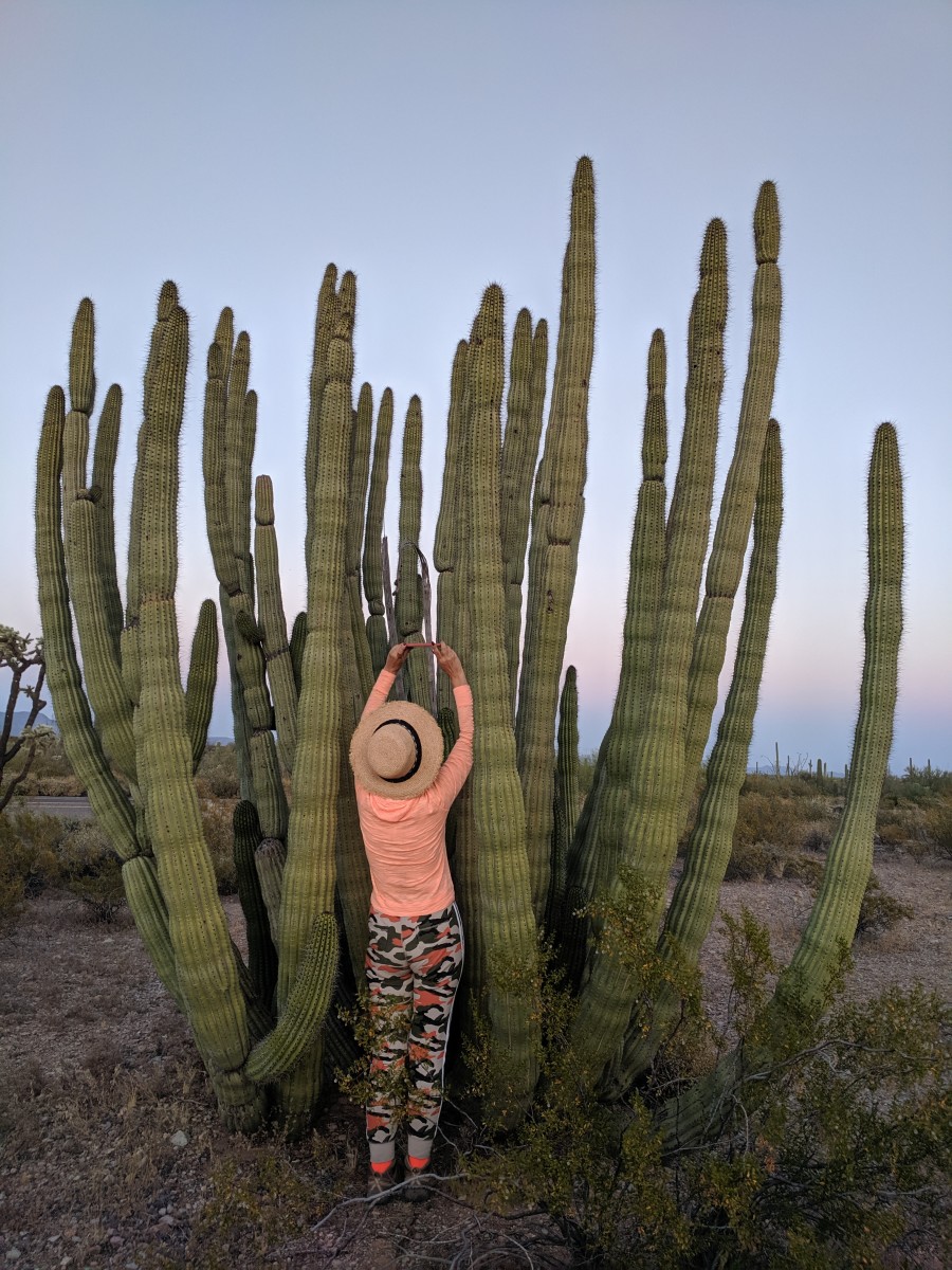 Visiting Organ Pipe National Monument With Its Flowering Organ Pipe ...