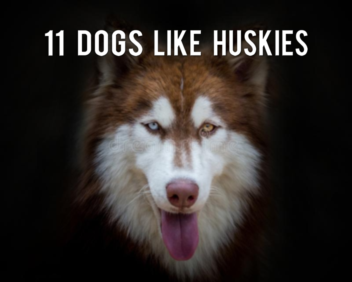 11 Dogs That Look Like Huskies - HubPages