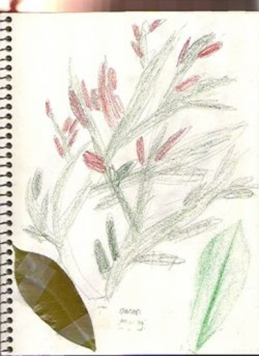 Nature Journals - Ideas and Tips - HubPages