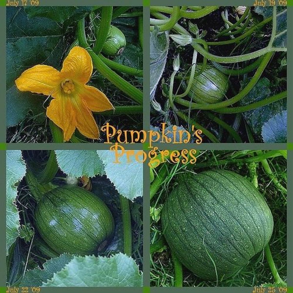 Pumpkins and Place Value - HubPages