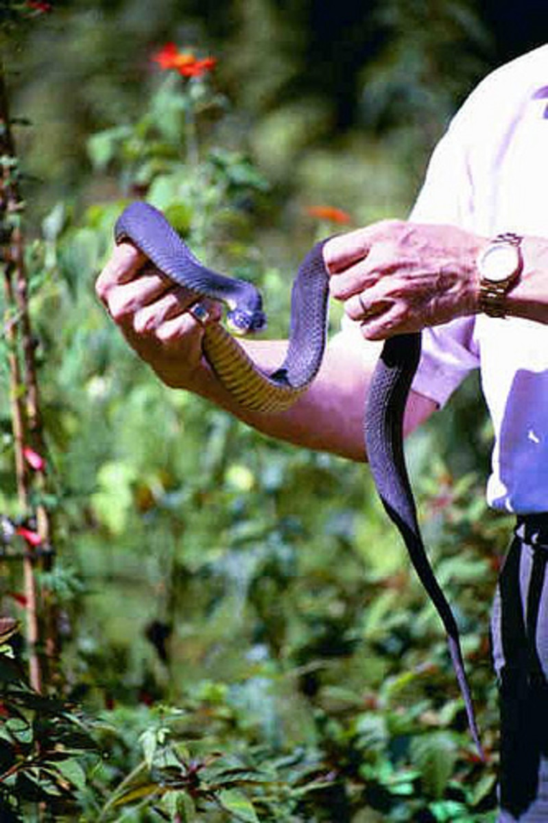 Yellow-bellied Water Snakes - HubPages