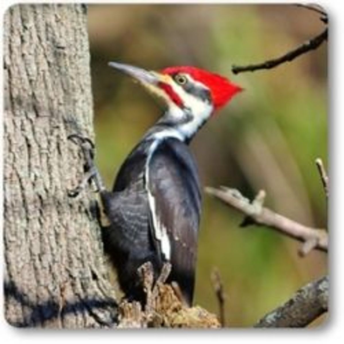 Birds and Beaks - HubPages