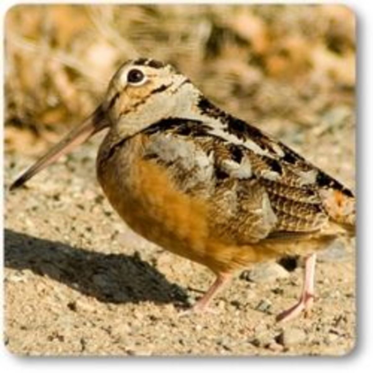 Birds and Beaks - HubPages