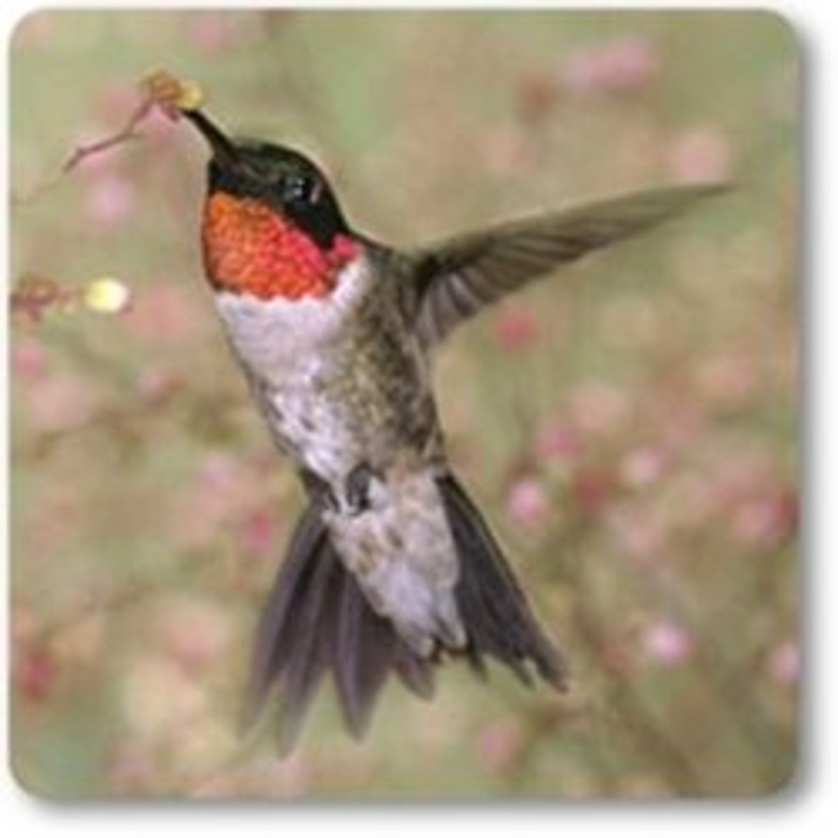 Birds and Beaks - HubPages