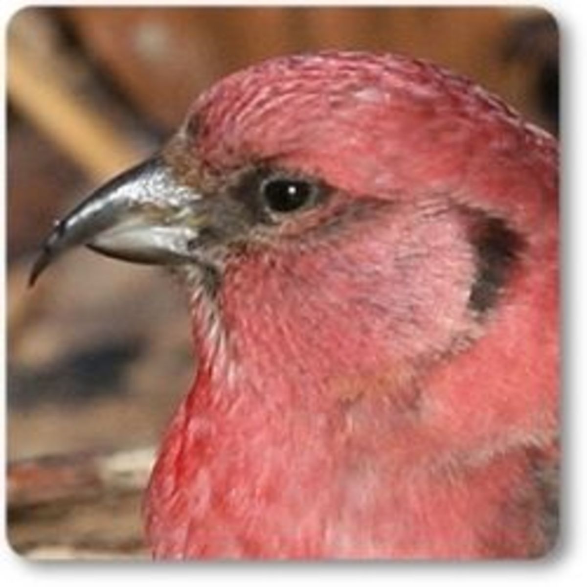 Birds and Beaks - HubPages