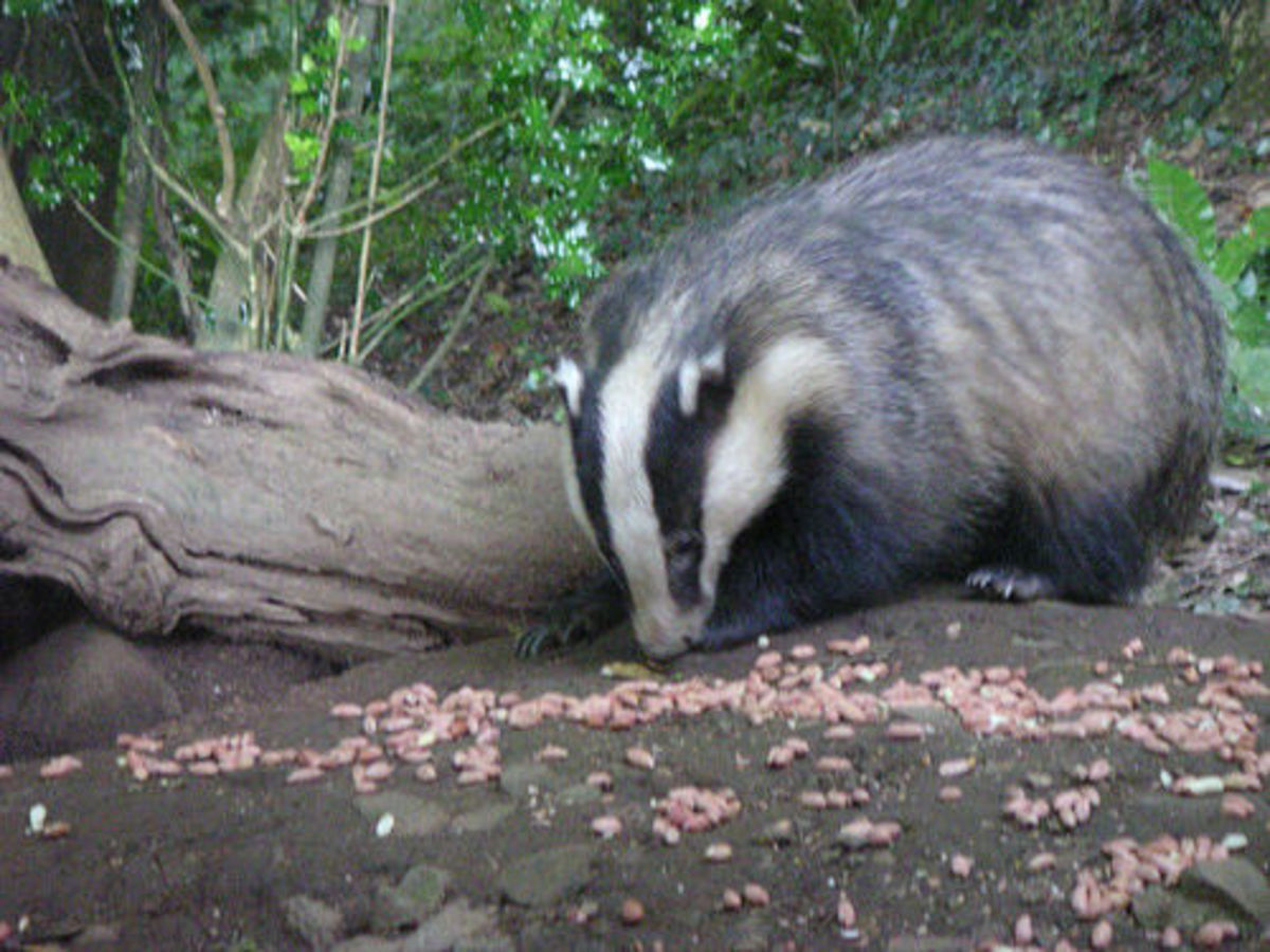 Forest of Dean Wildlife - HubPages