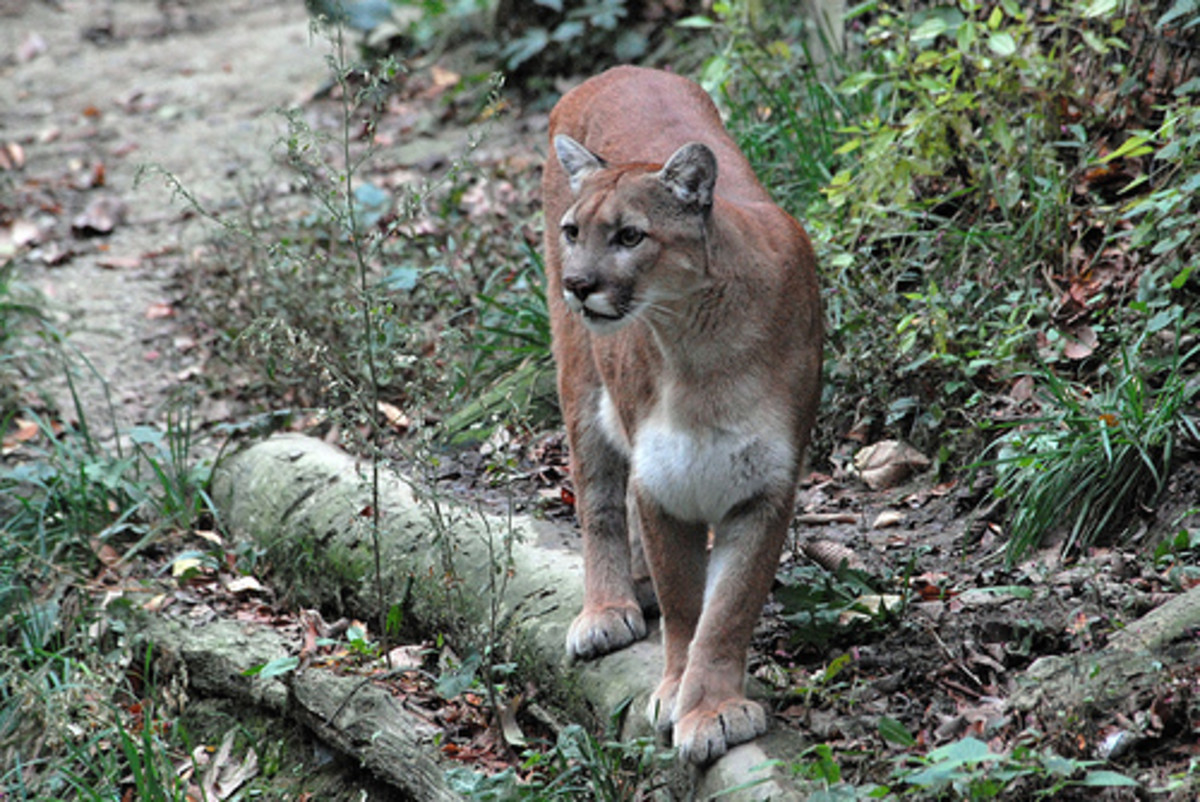 Forest of Dean Wildlife - HubPages