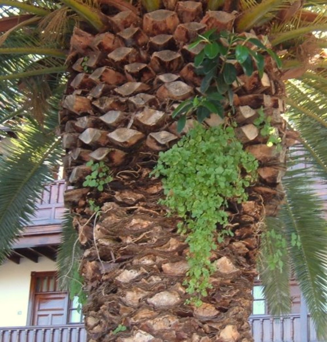 Tenerife epiphytes grow in Canary Islands palm trees - HubPages