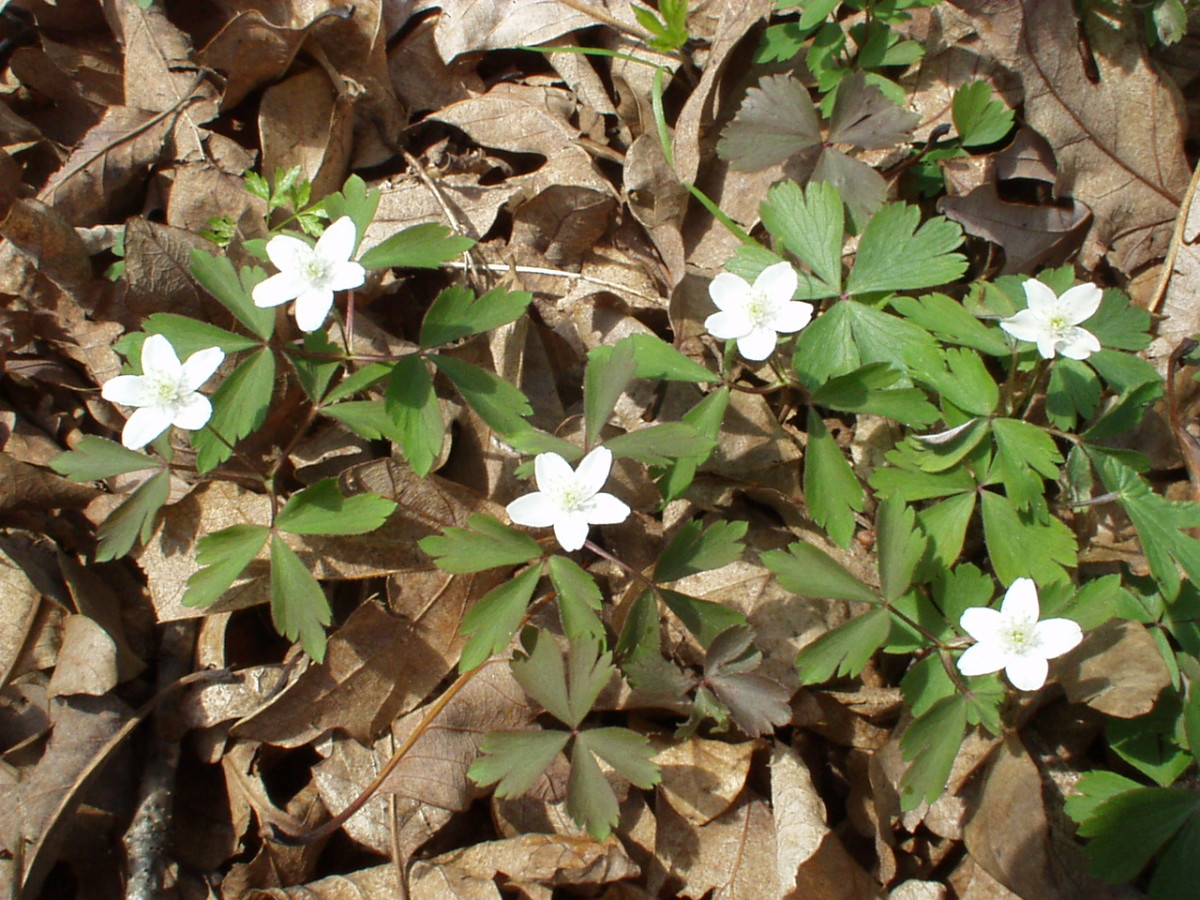 Spring Wildflowers in Iowa: A Wildflower Photo Collection - HubPages