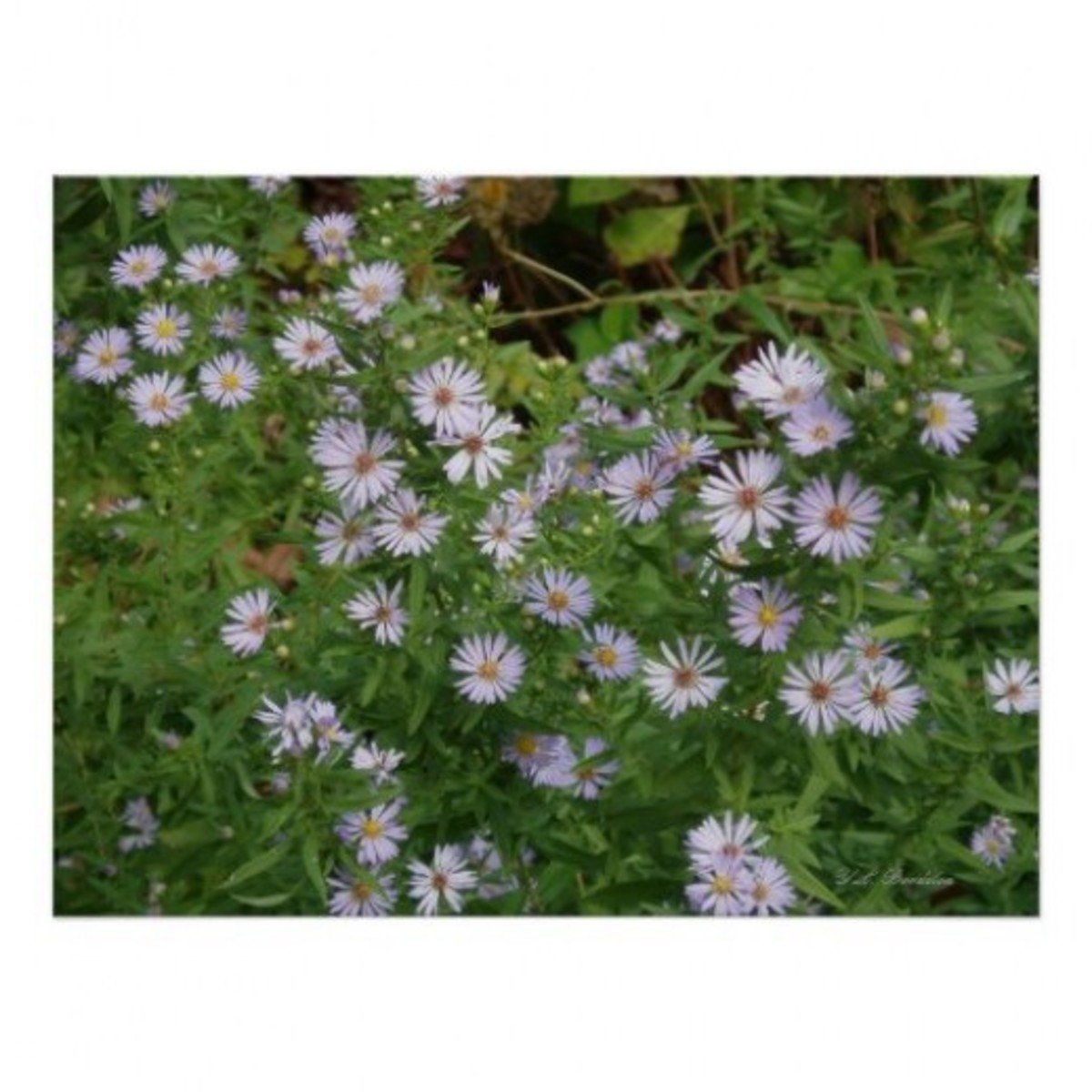 Wild Asters of Autumn - A Pollinator's Delight - HubPages