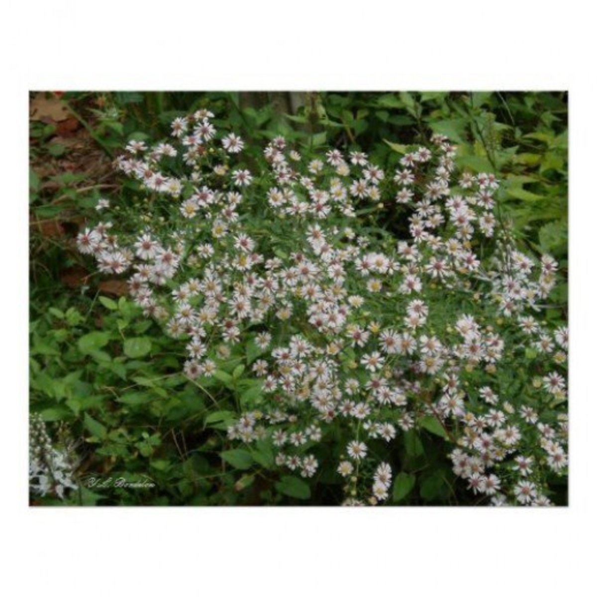 Wild Asters of Autumn - A Pollinator's Delight - HubPages