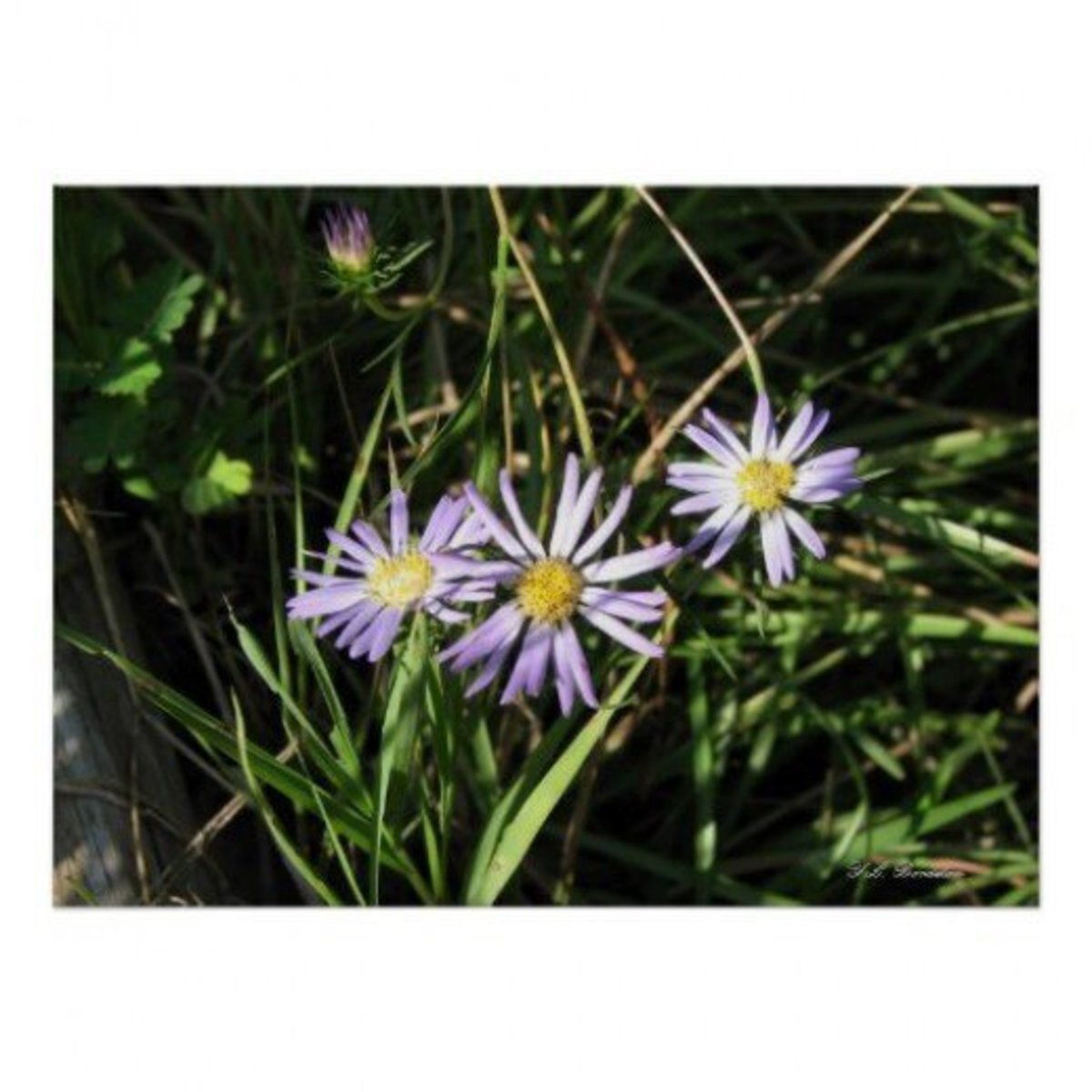 Wild Asters of Autumn - A Pollinator's Delight - HubPages