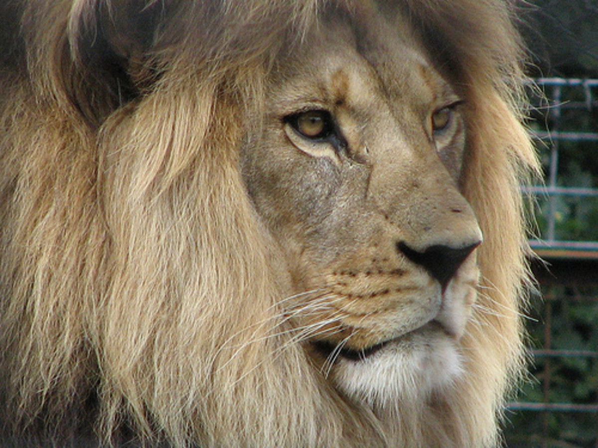 Craig Busch and Zion Wildlife Gardens - HubPages