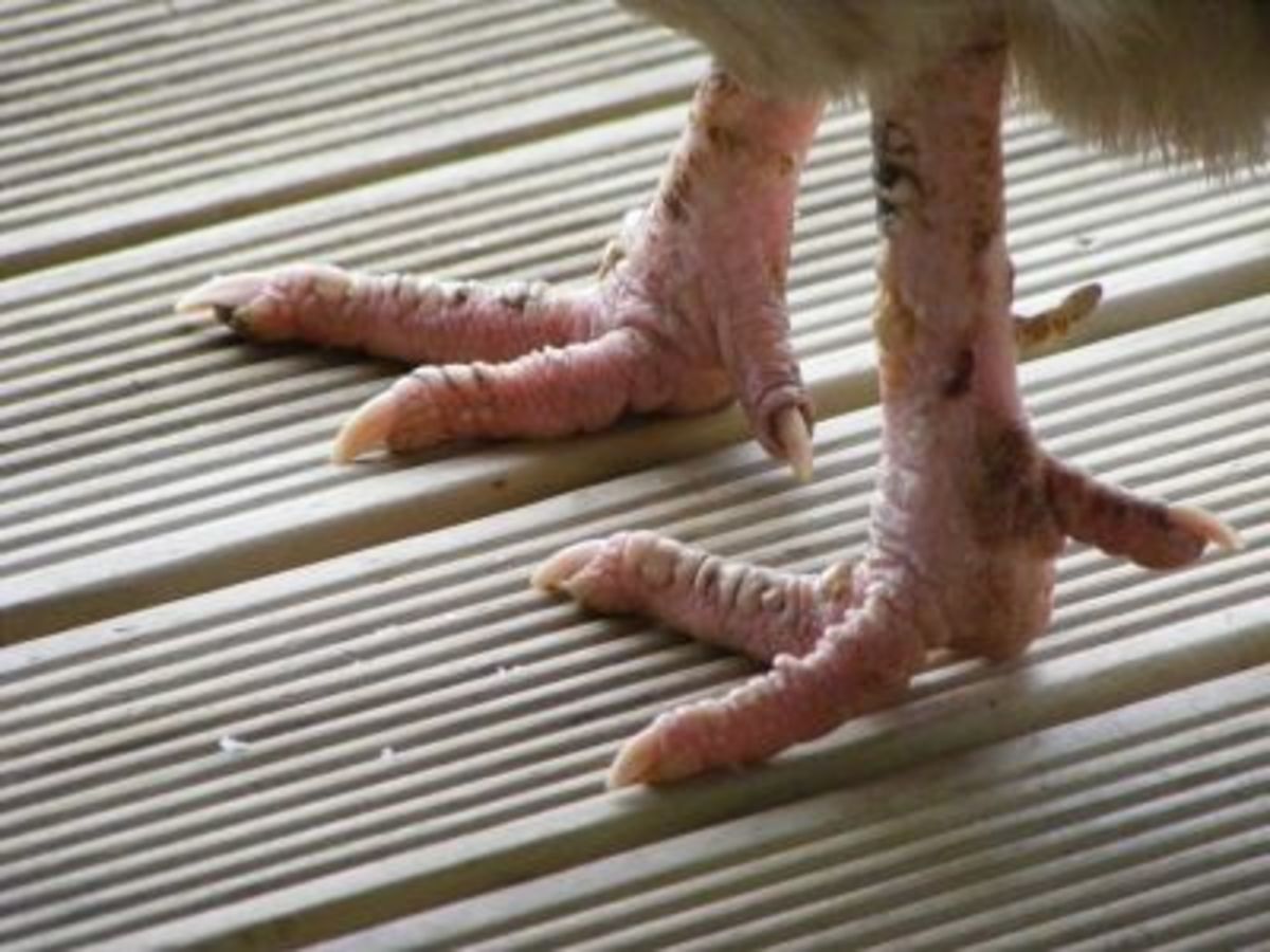 Chicken Scaly Leg Mite - Easy Treatment at Home - HubPages
