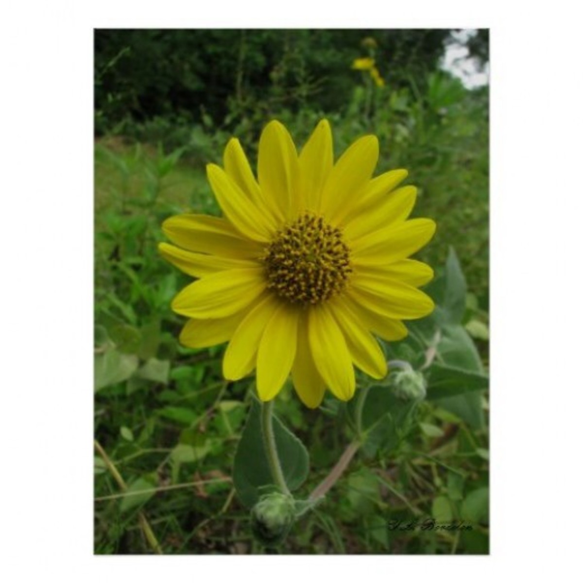 October Gold Blooming Native Sunflowers for Your Garden - HubPages