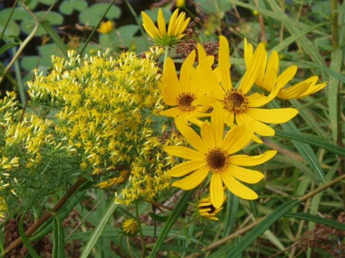 October Gold Blooming Native Sunflowers for Your Garden - HubPages