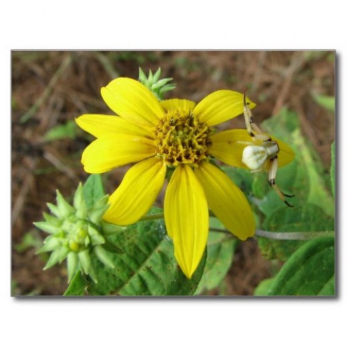 October Gold Blooming Native Sunflowers for Your Garden - HubPages