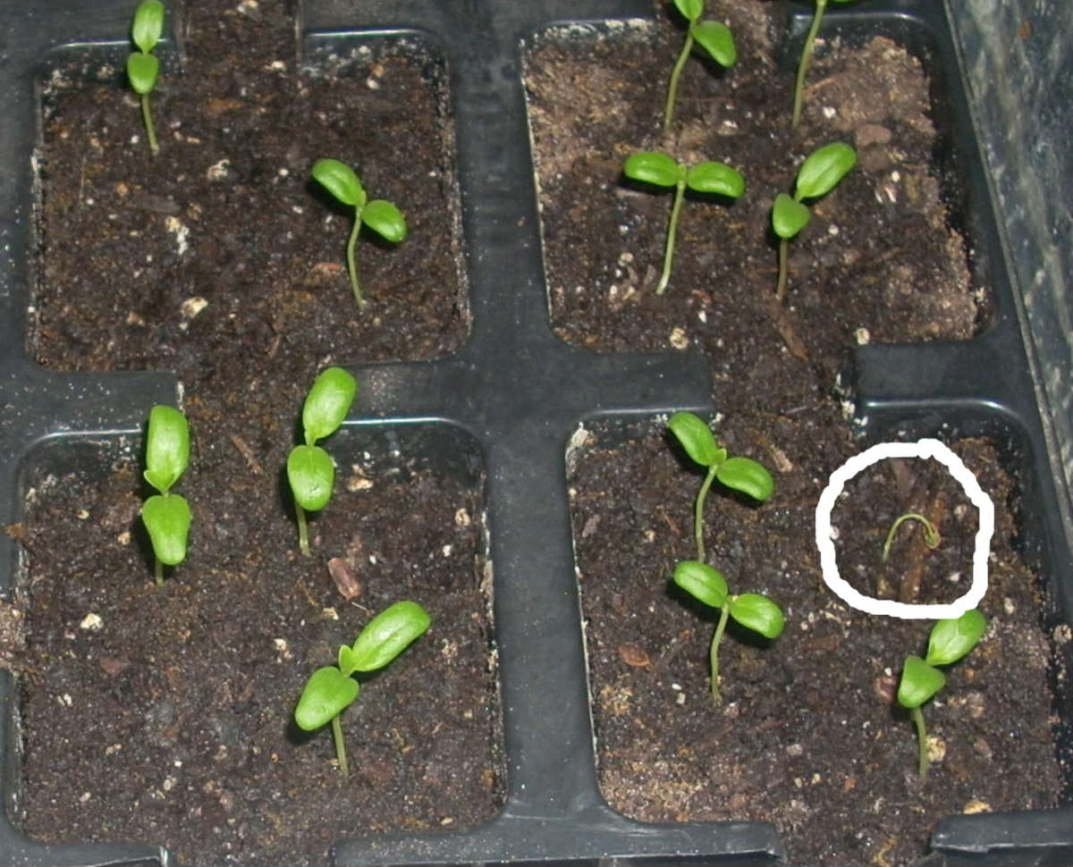 How to Grow Milkweed - HubPages