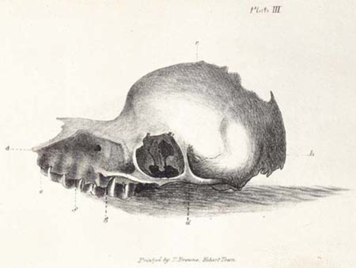 Bunyips and Yowies - HubPages