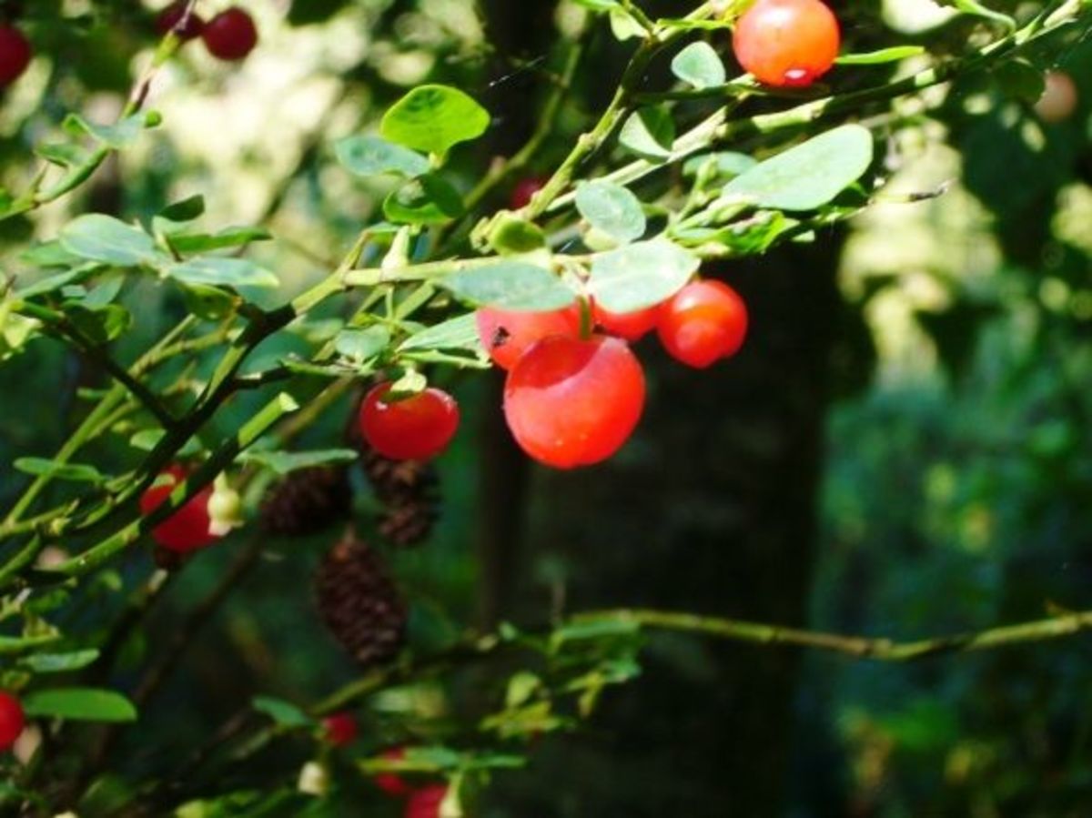 Edible Wild Berries - HubPages