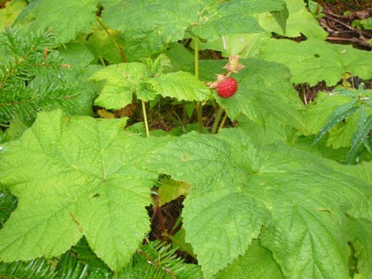 Edible Wild Berries - HubPages
