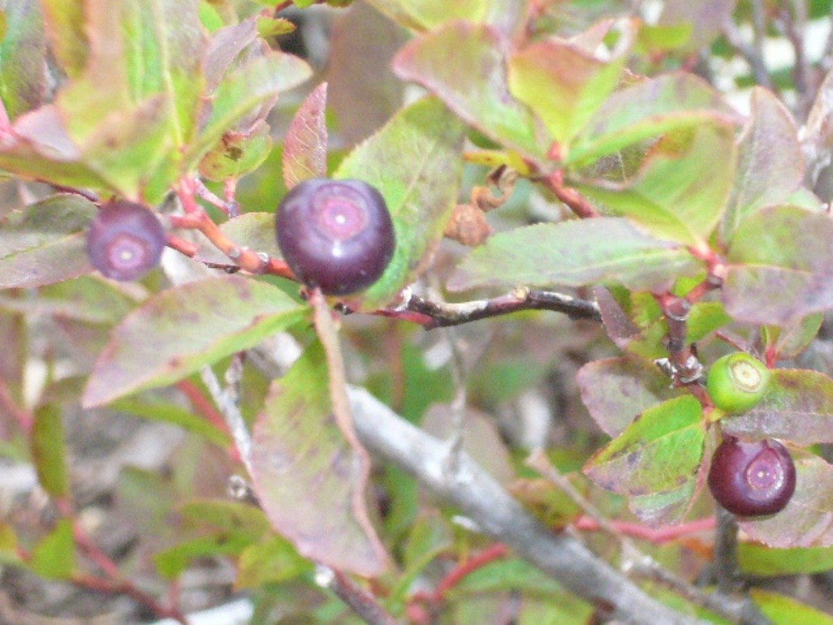 Edible Wild Berries - HubPages