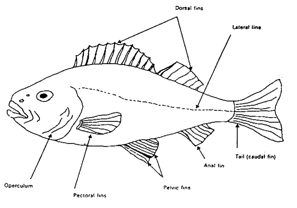 Osteichthyes Diagram