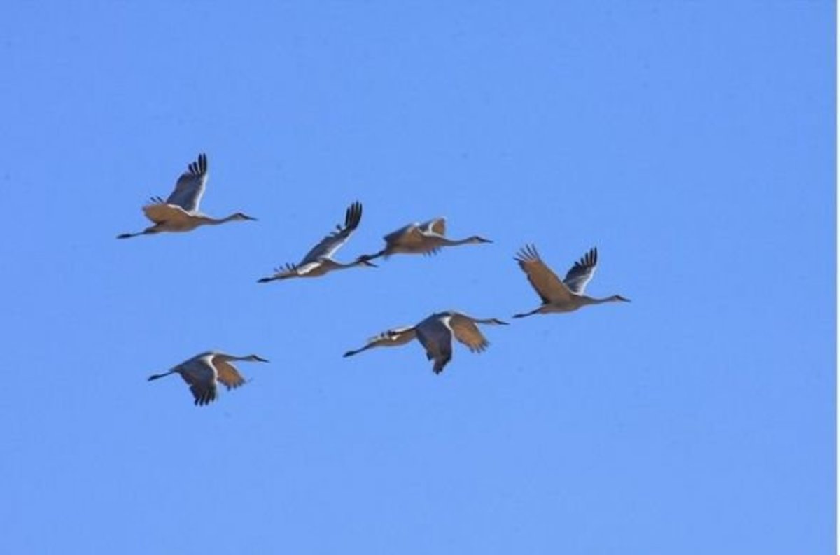 Why birds fly in V formation - HubPages