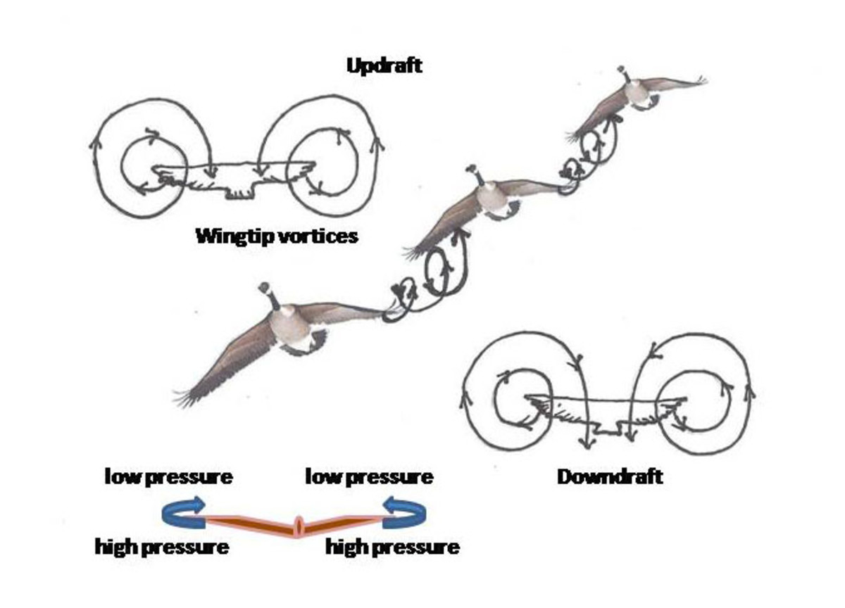 Why birds fly in V formation - HubPages
