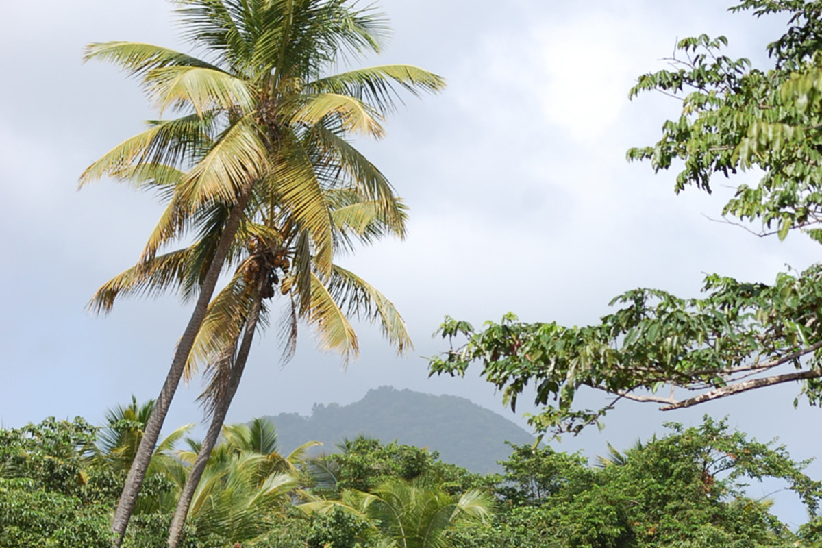 Dominica Carib People: Kalinago War and Warners - HubPages