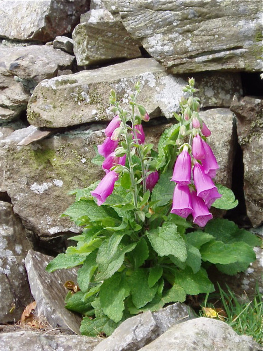 Digitalis and Taxol: Medicines From Foxgloves and Yew - RemedyGrove