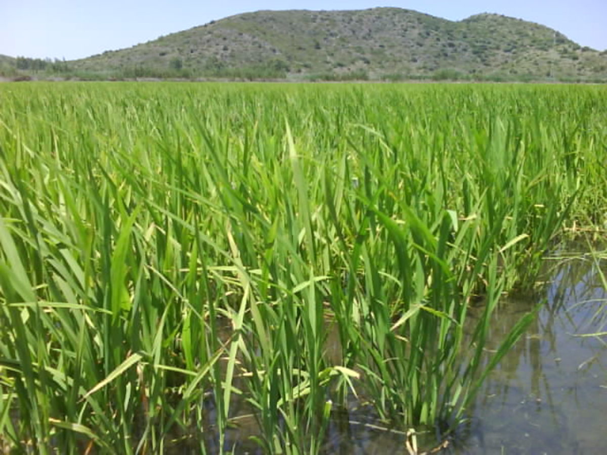 Rice Growing in Valencia, Spain - HubPages
