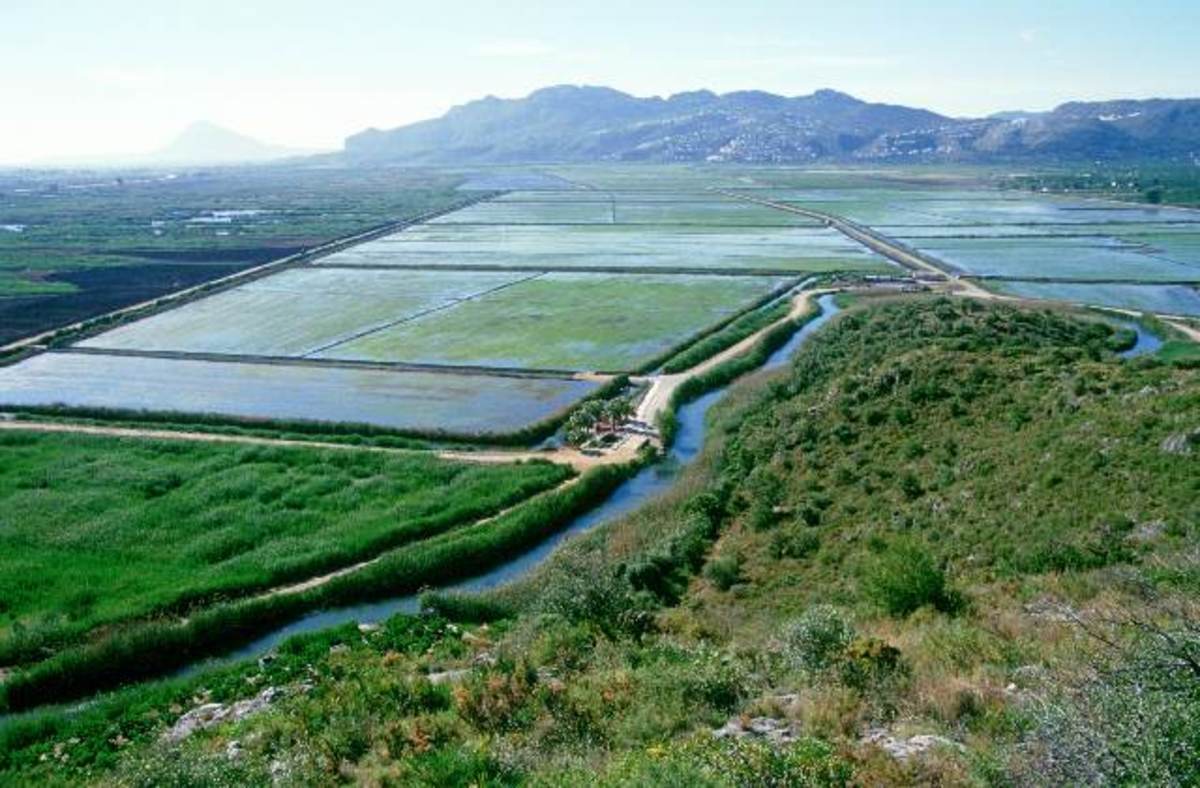 Rice Growing in Valencia, Spain - HubPages