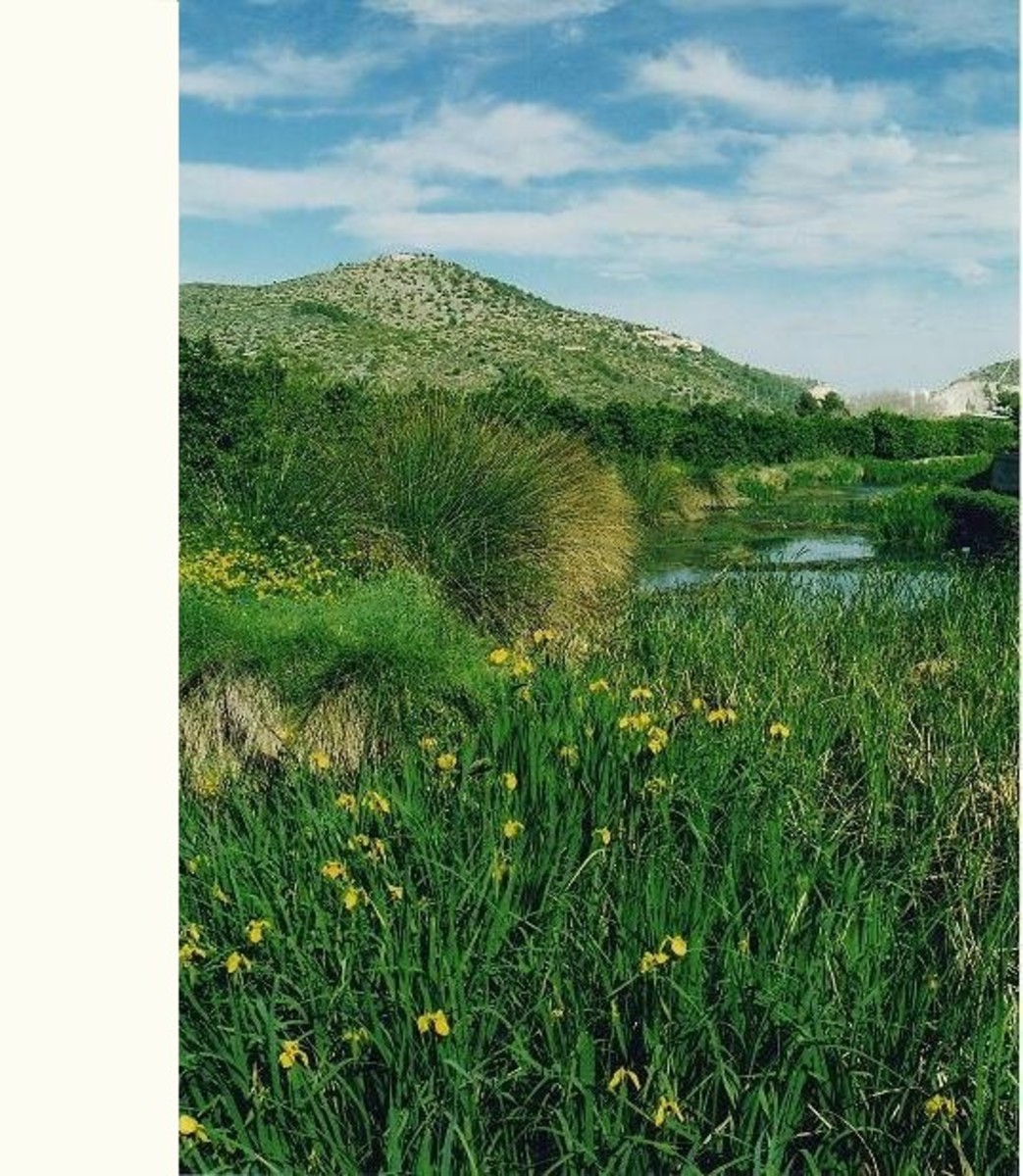 Rice Growing in Valencia, Spain - HubPages