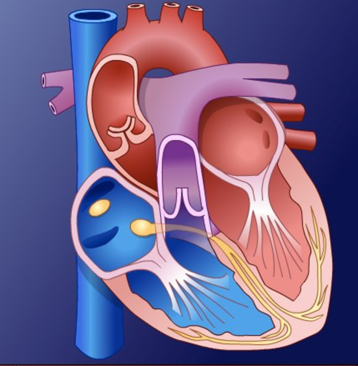 Easy Anatomy Understanding How The Human Heart Works HubPages Easy Anatomy Understanding How The Human Heart Works HubPages