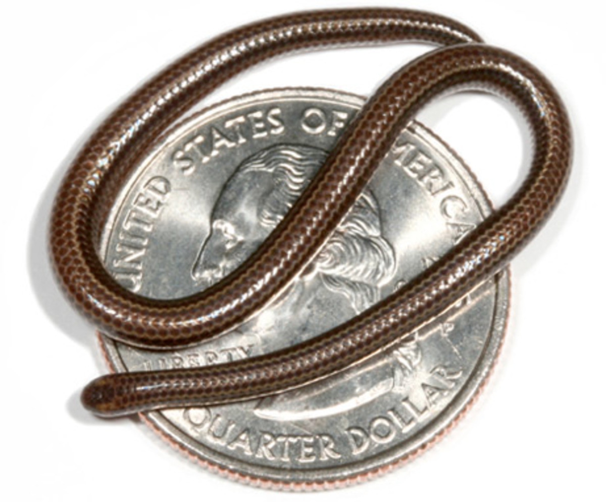Smallest snake in the world: The four-inches long Barbados Threadsnake ...