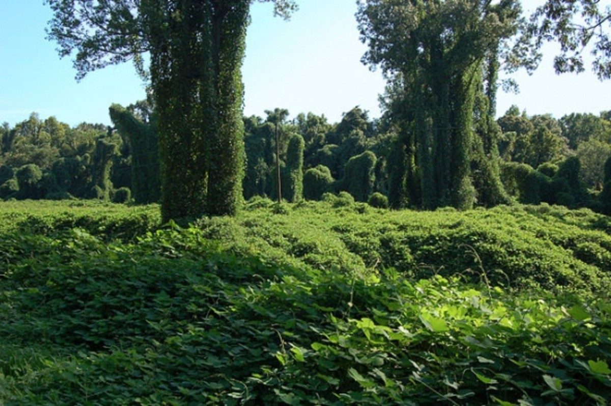 Kudzu: The vine that ate the south - HubPages