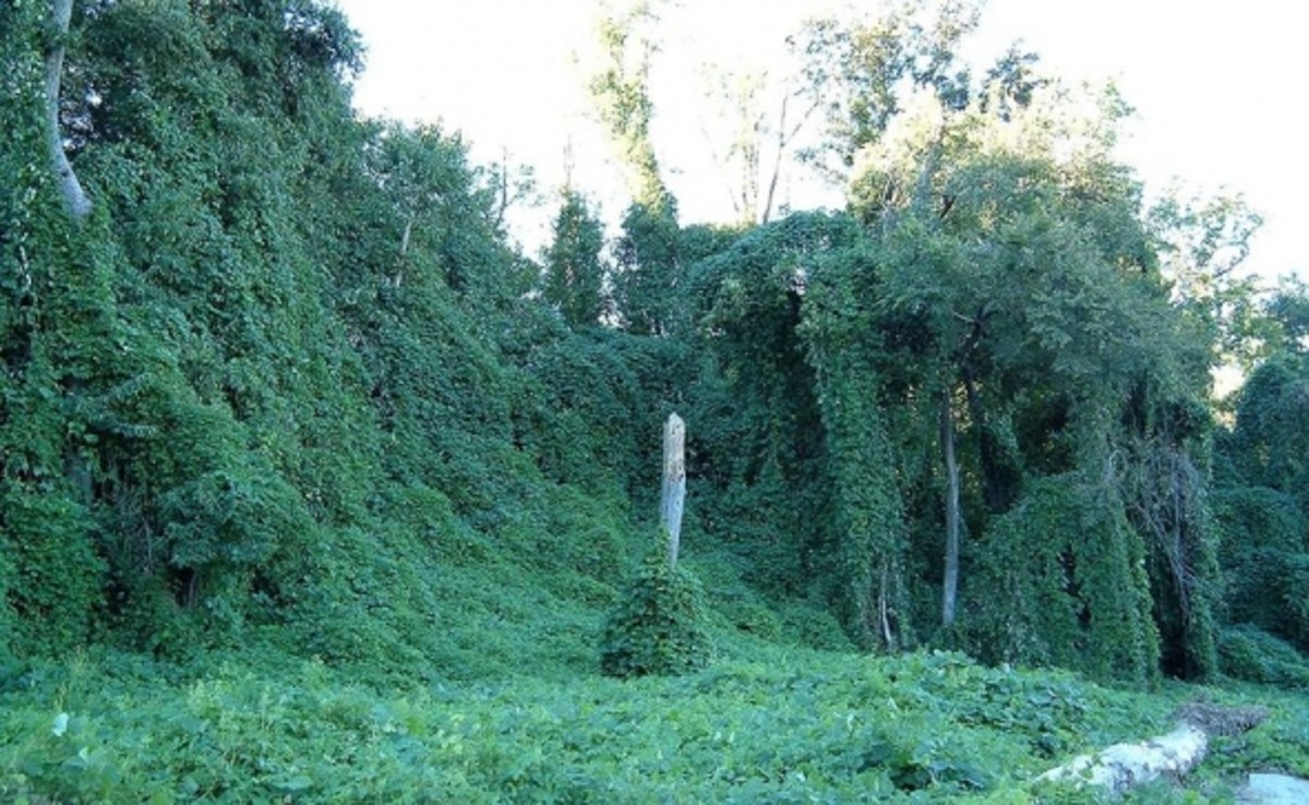 Kudzu: The vine that ate the south - HubPages