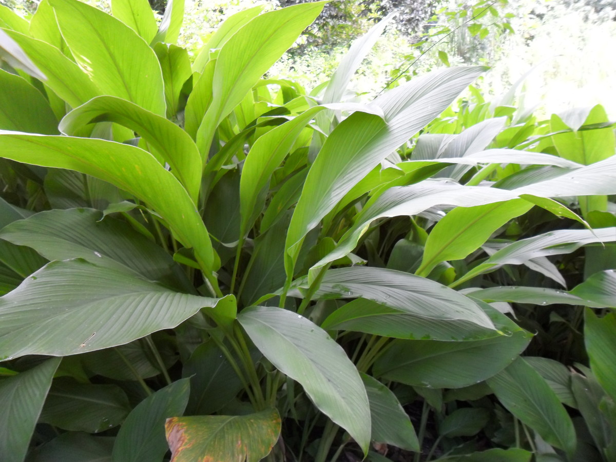 Medicinal Plants Poultice For Pain - HubPages