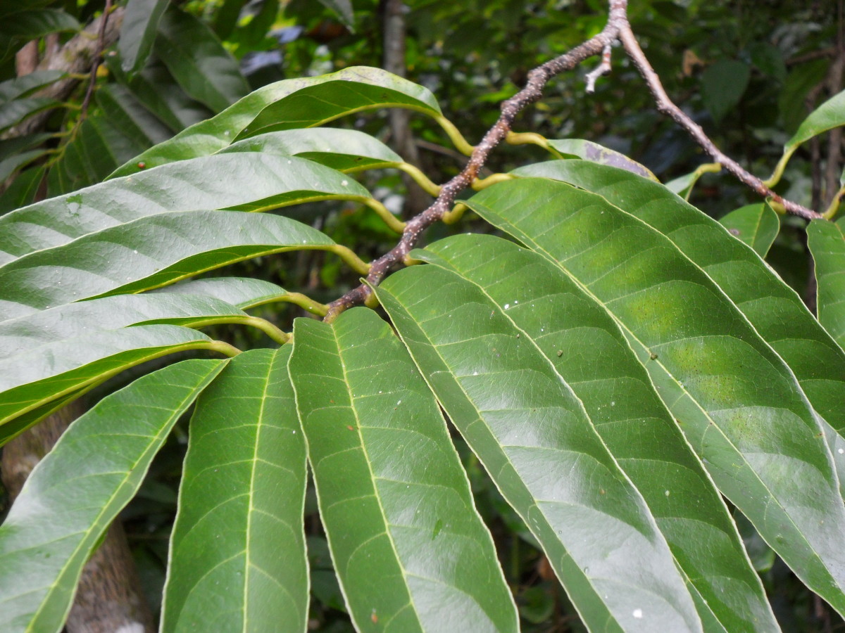Medicinal Plants Poultice For Pain - HubPages
