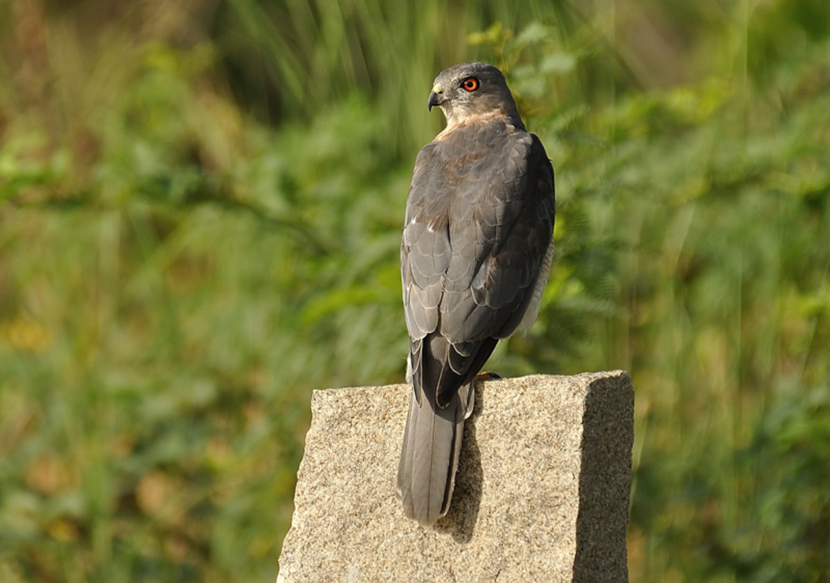 The Beautiful Birds of Puttaparthi - 1 - HubPages
