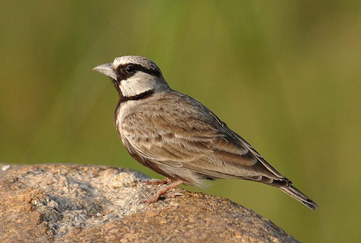 The Beautiful Birds of Puttaparthi - 1 - HubPages