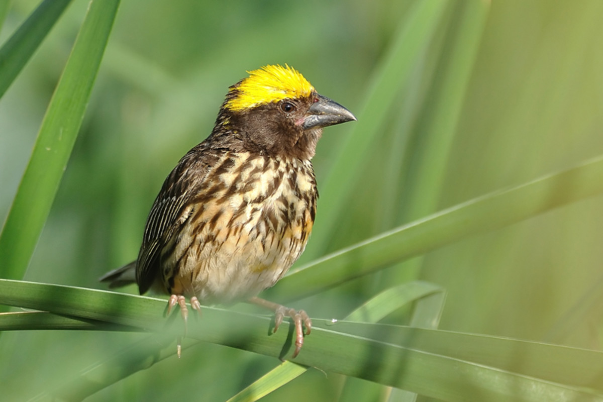 The Beautiful Birds of Puttaparthi - 1 - HubPages