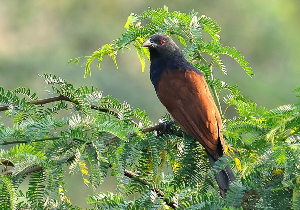 The Beautiful Birds of Puttaparthi - 1 - HubPages