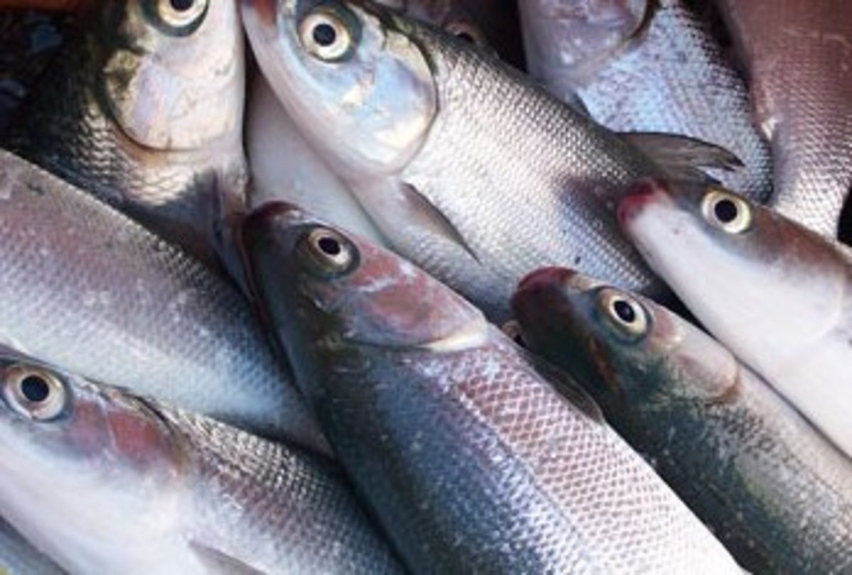 How to Cook: Milkfish in Vinegar or Bangus Paksiw - HubPages